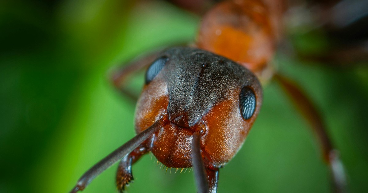 Hold up, humans. Ants figured out medicine, farming and engineering ...