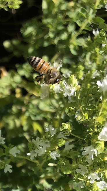 Best Shot - Aug. 9, 2025 | Bonner County Daily Bee
