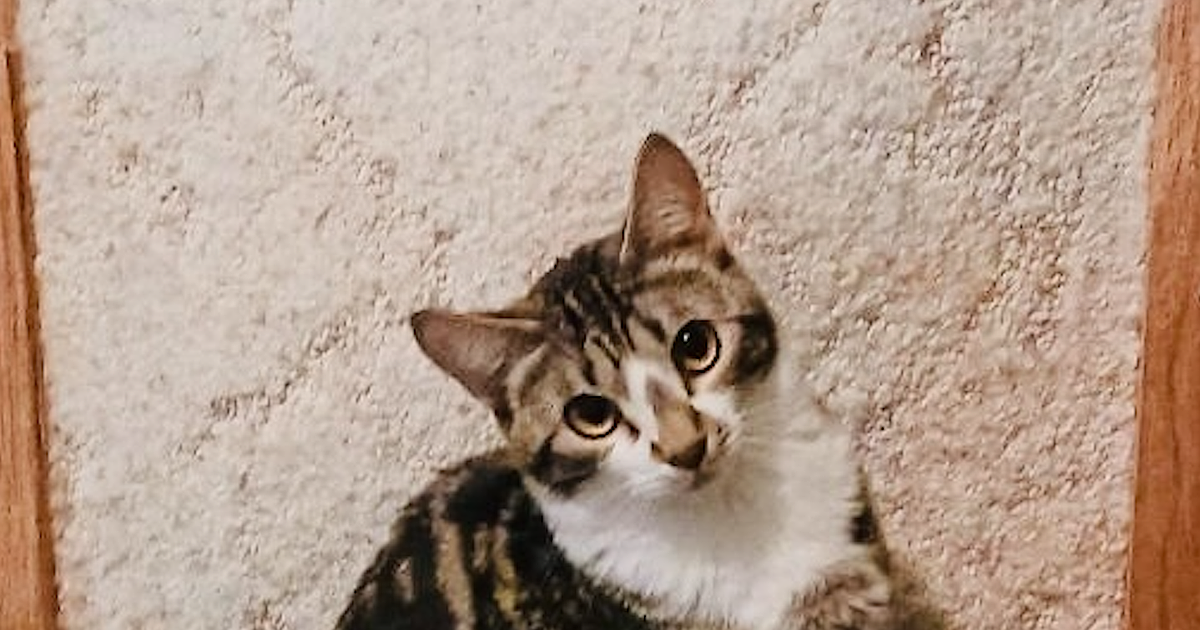 Light the cat signal! | Shoshone News-Press