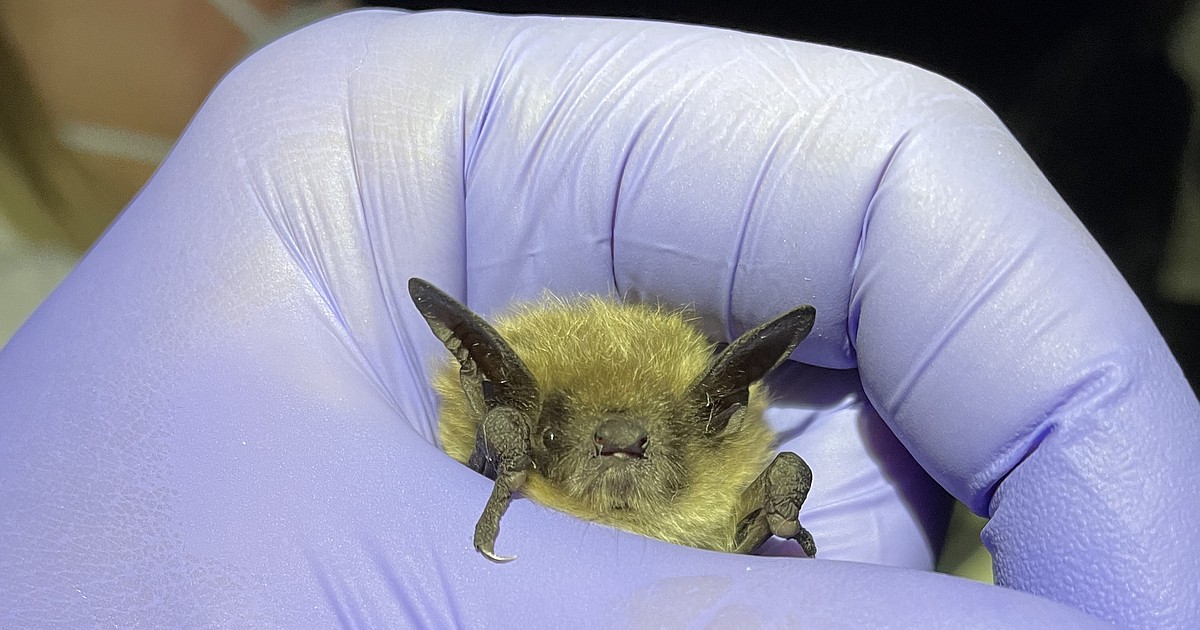 Deadly white-nose disease detected in bats at Libby Dam | Bonner County ...