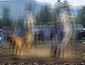 Wrangler Team Roping Championships coming to Bigfork | Hagadone News ...