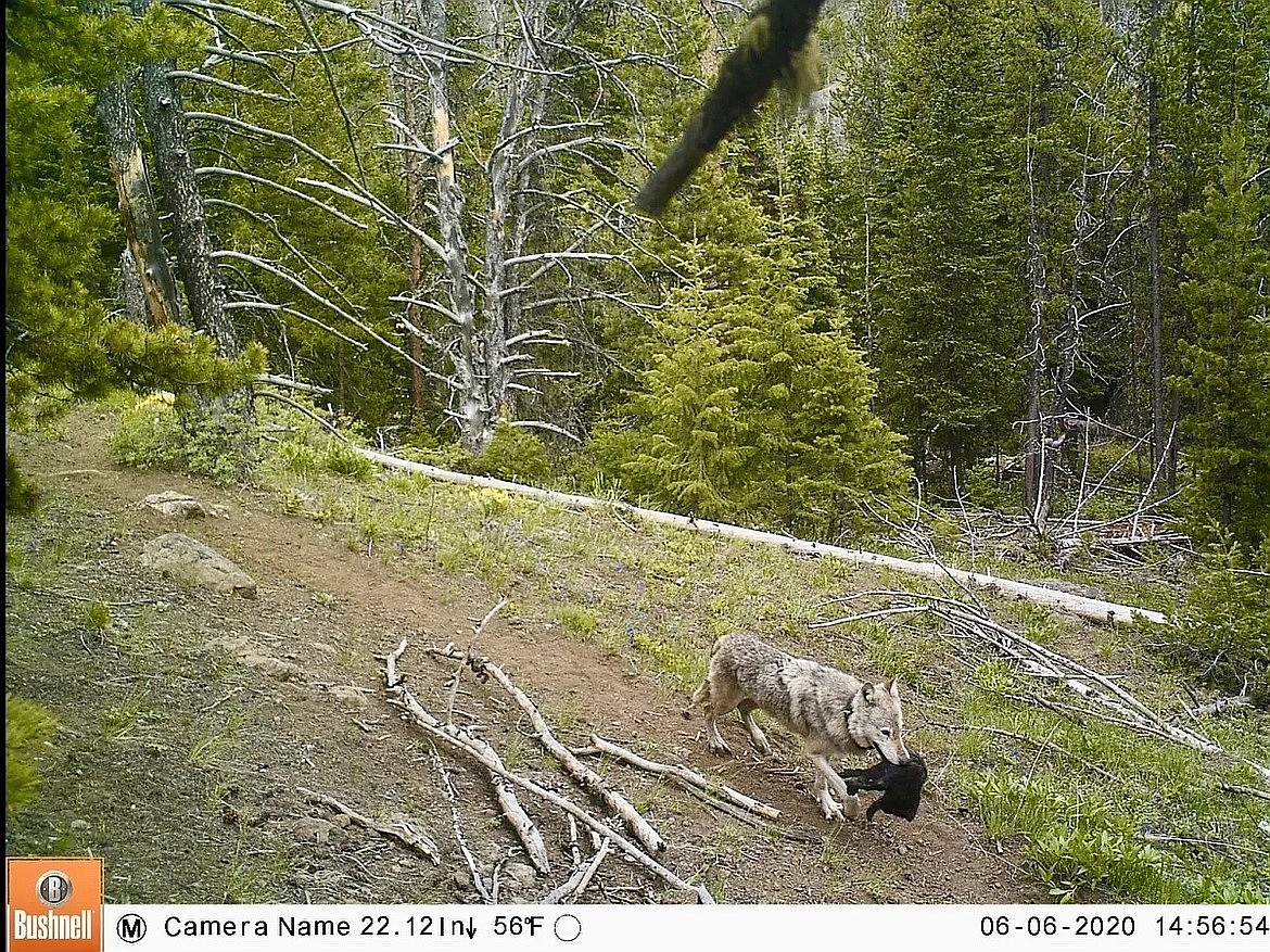 Yellowstone-area wolves observed moving pups to follow elk | Coeur d ...