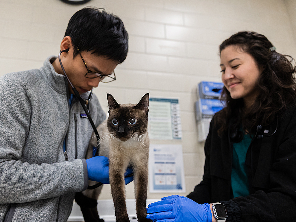 Seeking fur-ther expertise: When to see a board-certified veterinary ...