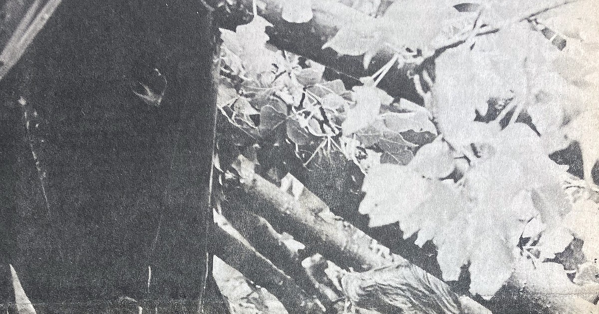 Looking Back: Complaints about Doobie | Whitefish Pilot