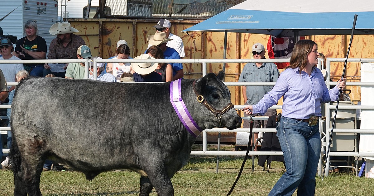 PHOTOS: Sanders County Fair stock sale | Valley Press/Mineral Independent