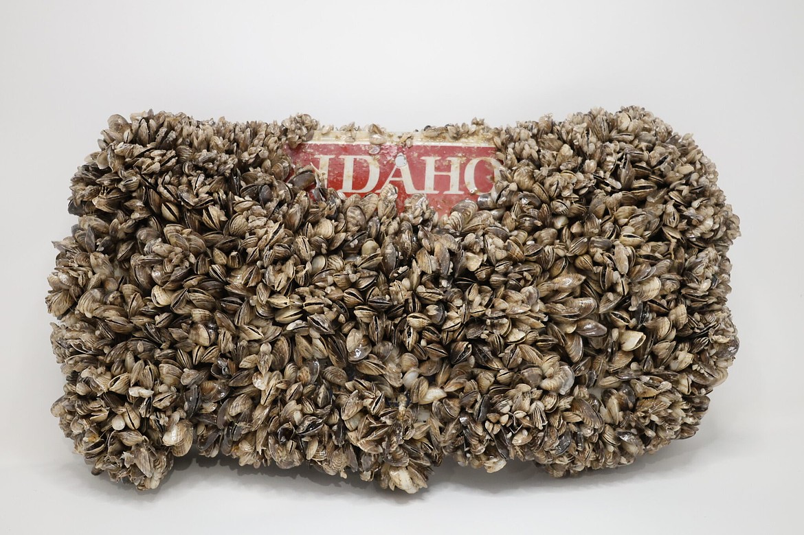 Quagga mussels detected near Twin Falls | Coeur d'Alene Press