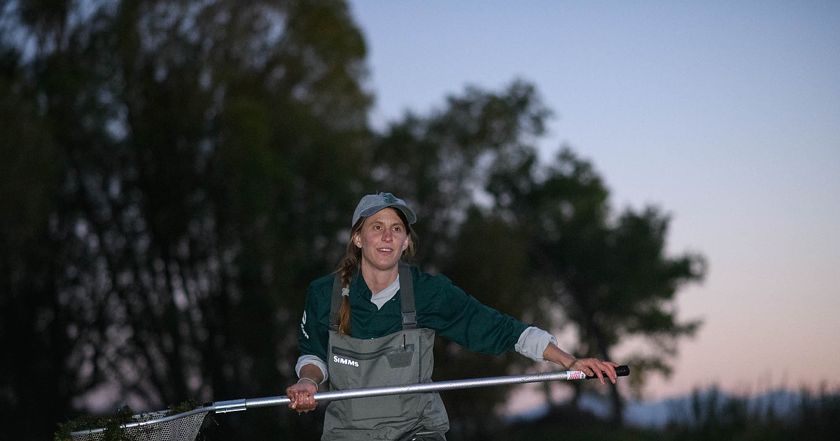 The Mission Valley's invasive chorus of American Bullfrogs | Lake ...