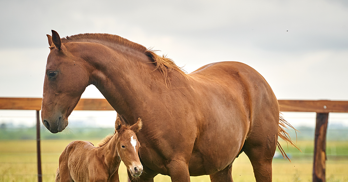 Taking the reins on responsible horse breeding | Coeur d'Alene Press