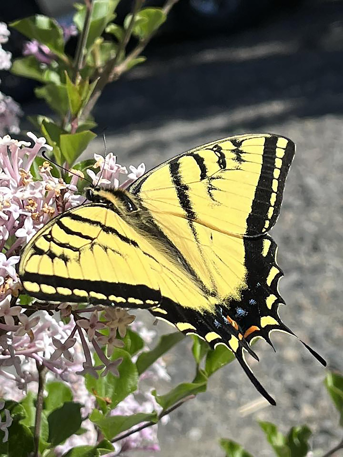 Bonner County Daily Bee