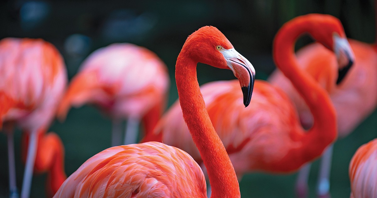 Flamboyance of flamingoes, that makes sense ... but an implausibility ...