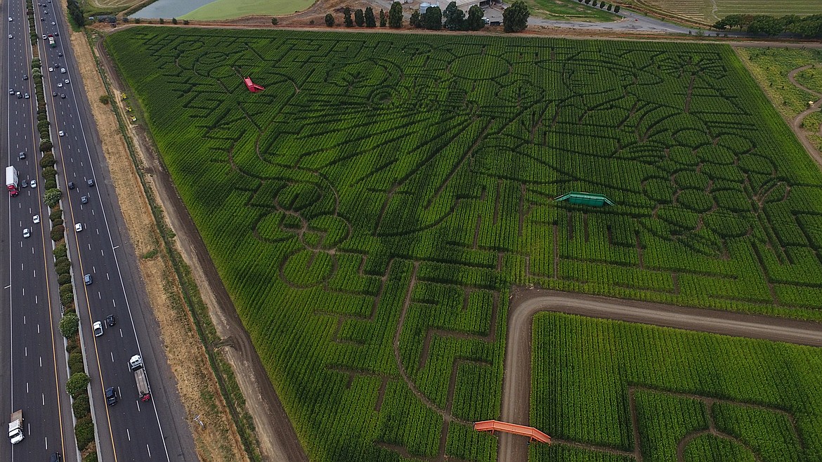 Giant Northern California corn maze lets visitors enjoy getting lost ...