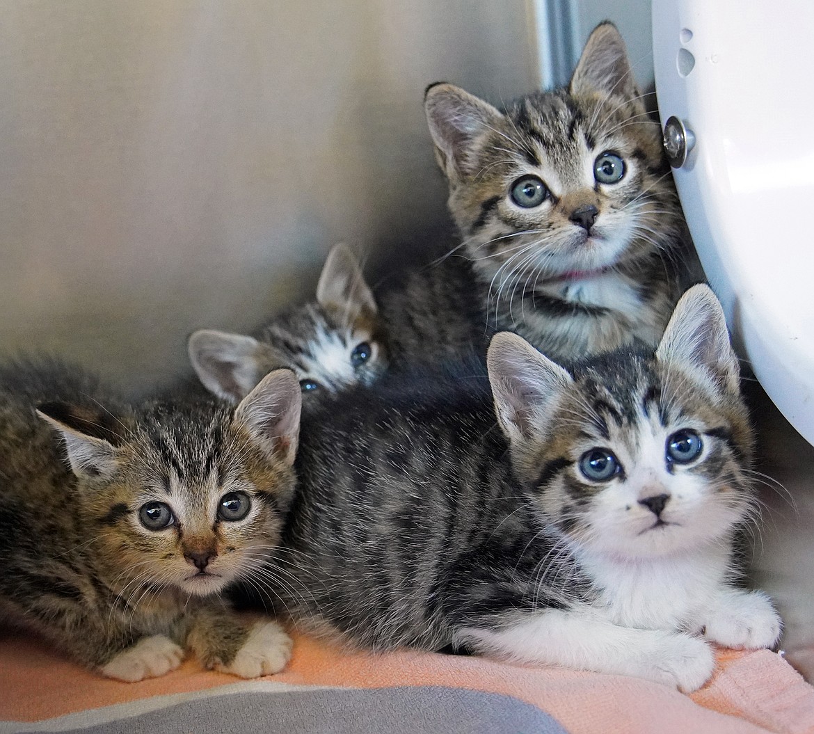 BTAA seeks help for kittens, cats in need | Hagadone News Network
