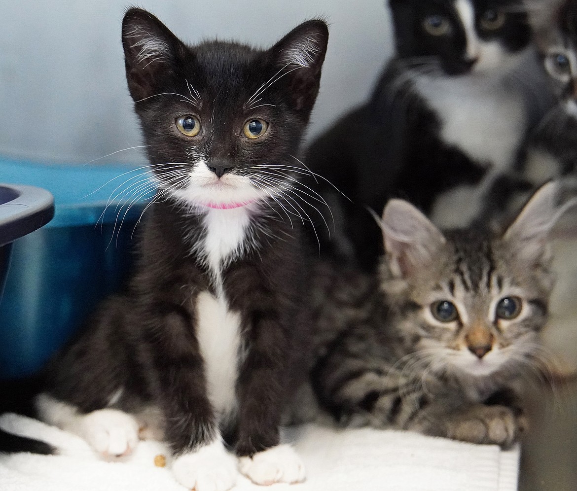 BTAA seeks help for kittens, cats in need | Hagadone News Network