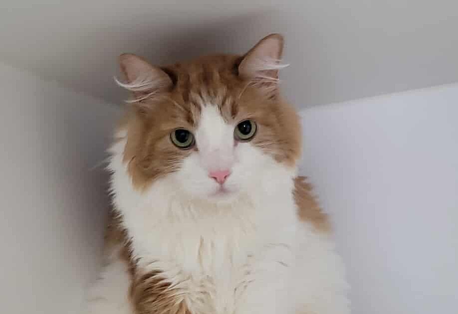ACPR spotlight: Adoptable pets ready for new homes | Hagadone News Network