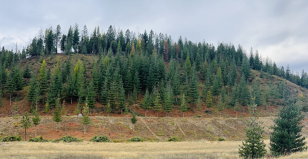 Shoshone County secures additional fire mitigation funding | Shoshone ...