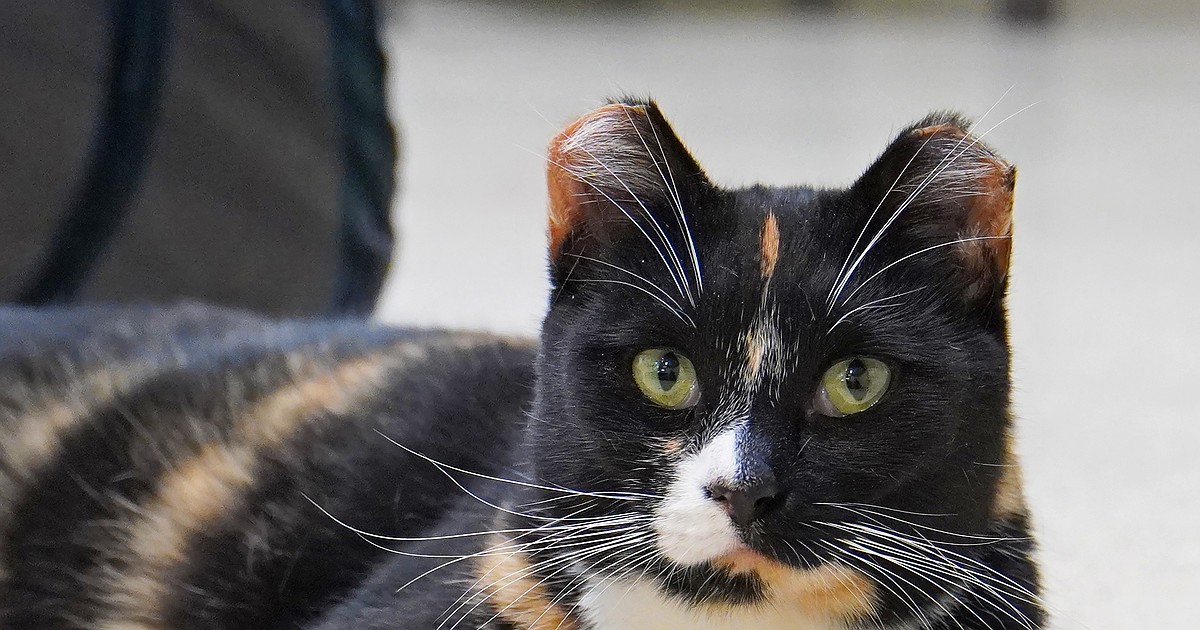 ‘Overwhelmed by compassion’: Community rallies to save cats | Bonner ...