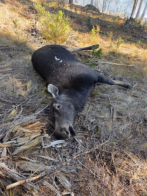Cow moose illegally shot and killed in Southwest Idaho poaching ...