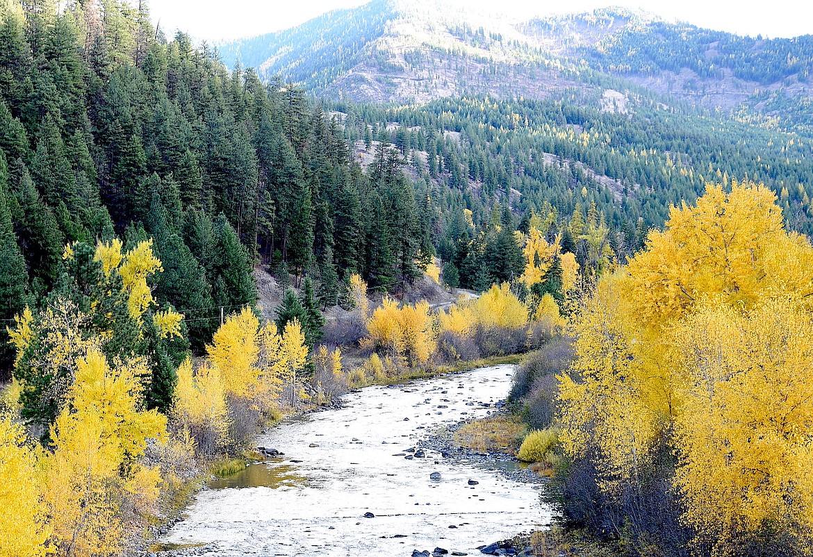 Fisher River fall foliage | Western News
