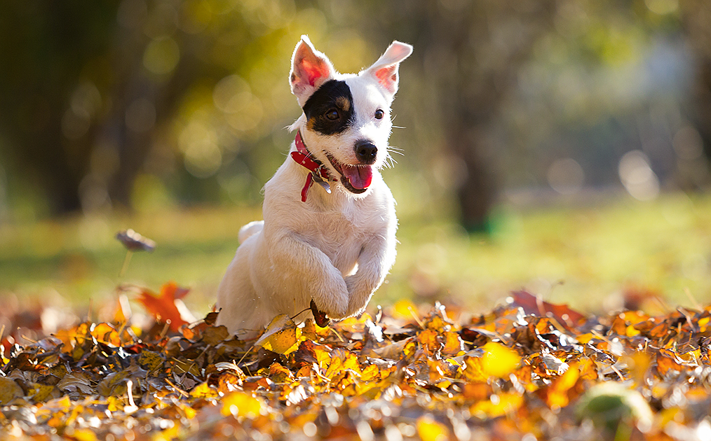 What to know about dogs and acorns | Coeur d'Alene Press