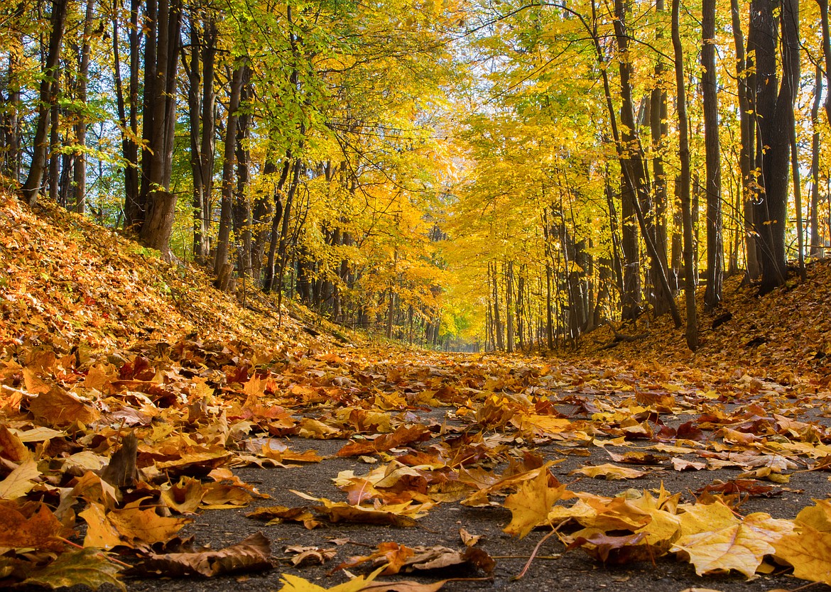 Plan spring’s shrubs, trees with eye to fall color | Bonner County ...