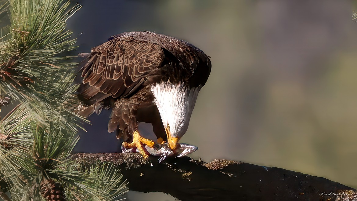 Eagles are already flying high | Coeur d'Alene Press