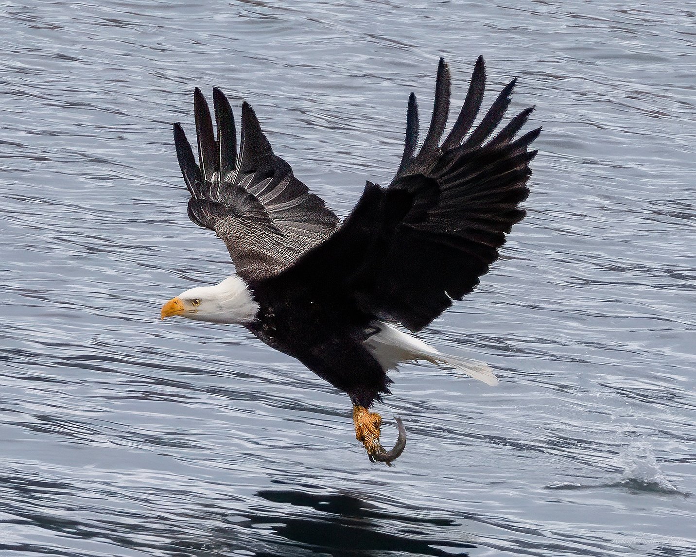buckethead eagle's flight