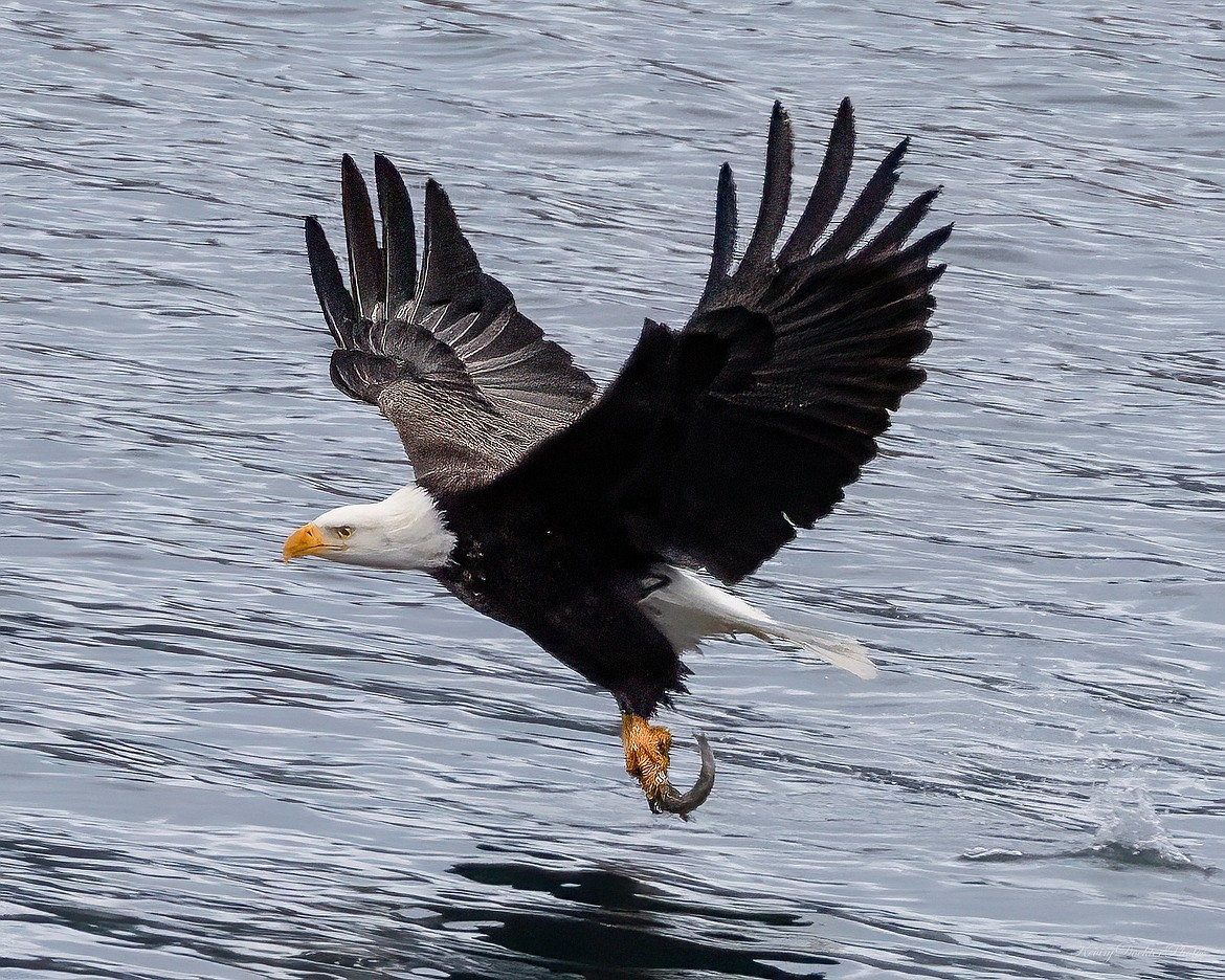 Eagles are already flying high | Hagadone News Network