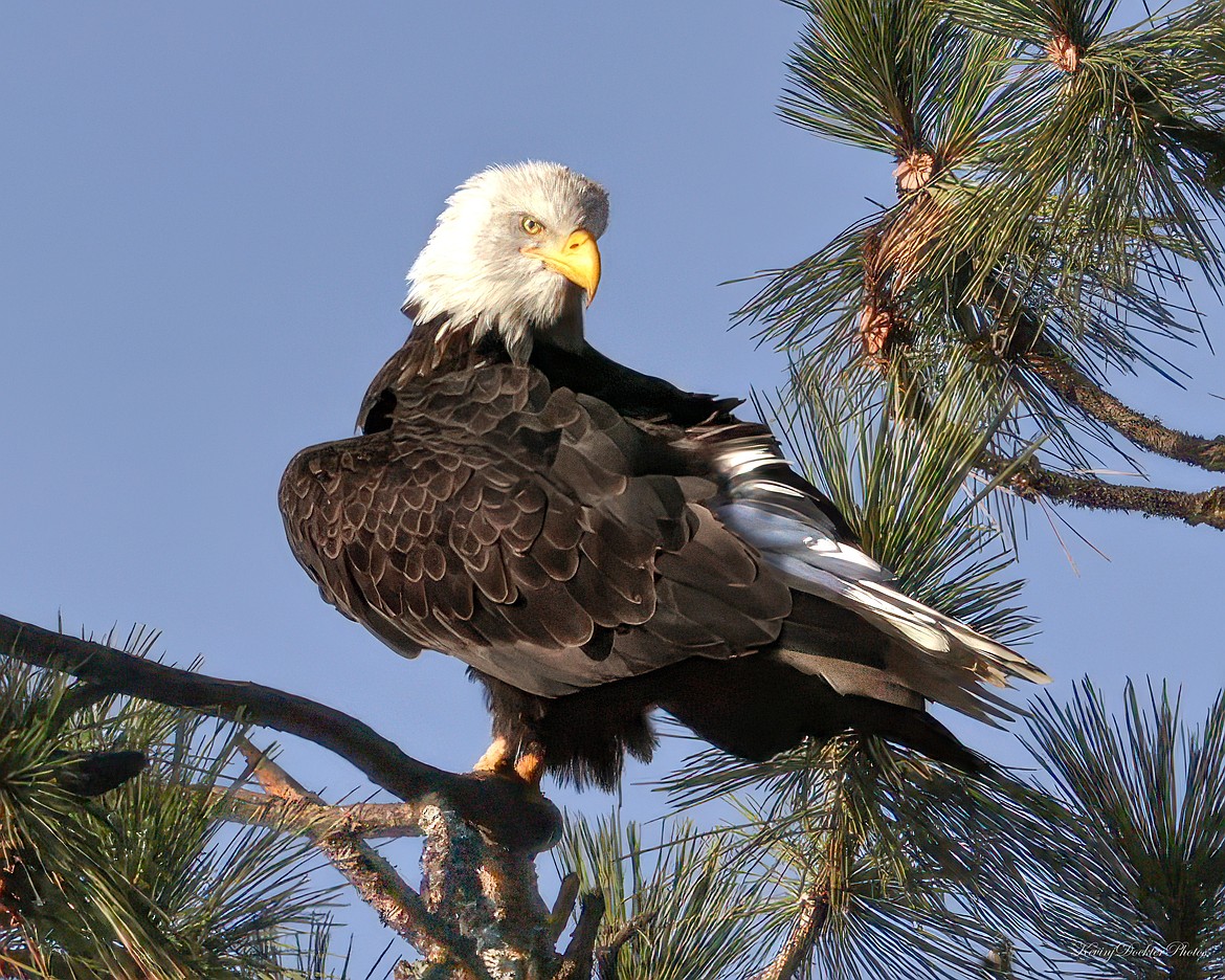 Eagles are already flying high | Coeur d'Alene Press