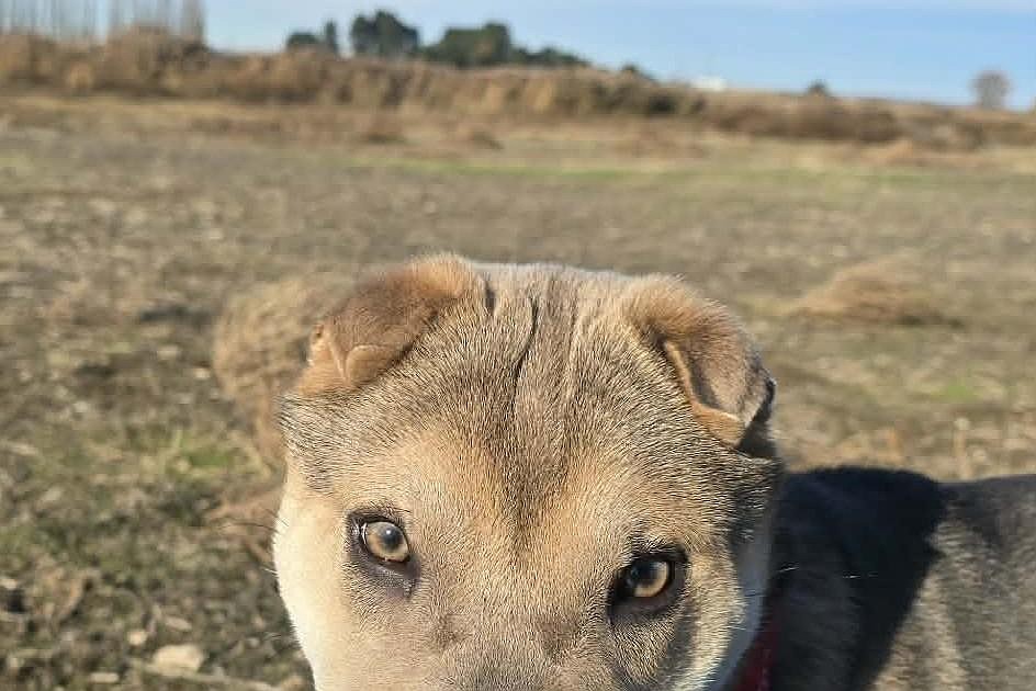 Adopt this Goofy Goober | Columbia Basin Herald