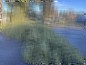 Toppled trees, power outages in North Idaho | Bonner County Daily Bee