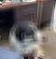 Hammy wants to hog your heart this Christmas | Hagadone News Network