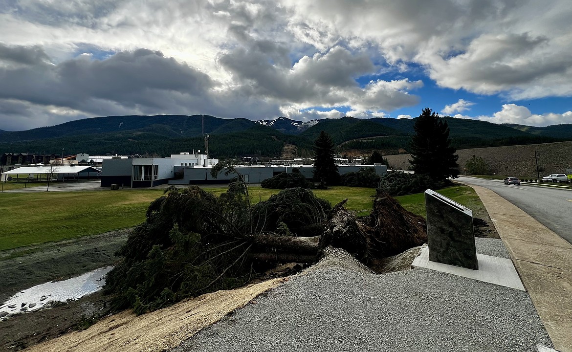 KSD to replant toppled trees | Shoshone News-Press