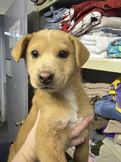 Start the new year with a new pup | Hagadone News Network