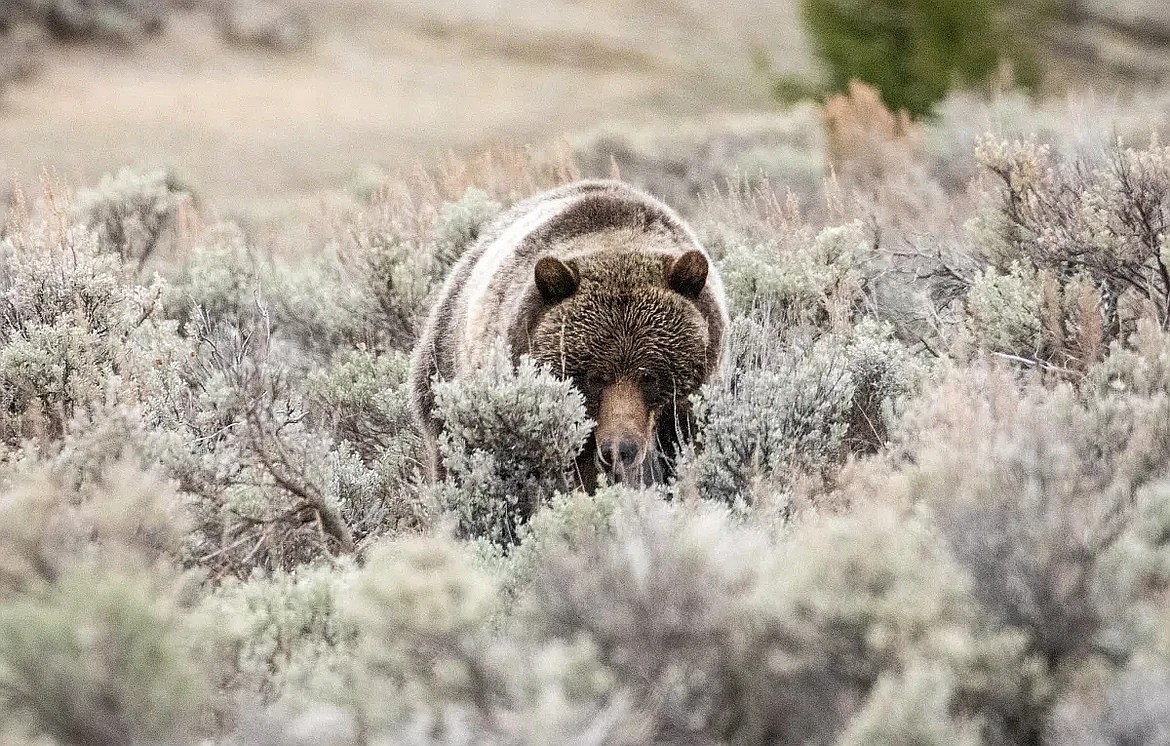 Yellowstone grizzly range contracts by 4% | Hagadone News Network