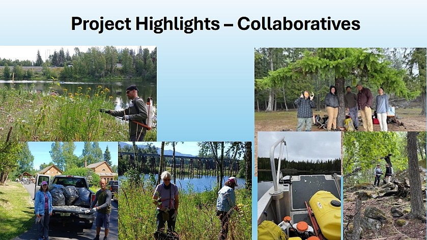 Noxious Weeds gives annual report | Bonner County Daily Bee