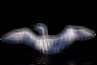 The Bird of a Lifetime: Whitefish man photographs rare loon | Hungry ...