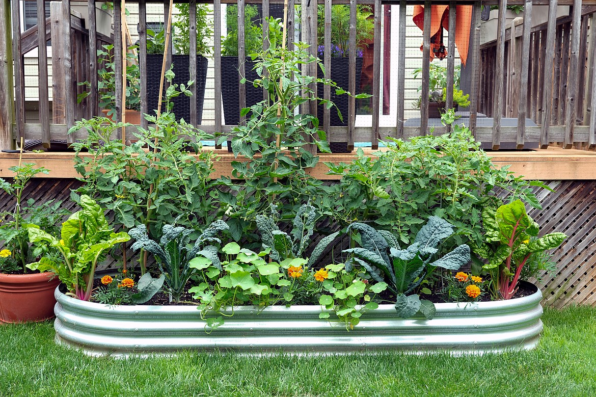 Mix herbs and veggies for gardening success | Hagadone News Network