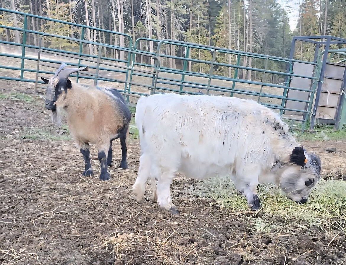 Best Shot - Jan. 10, 2026 | Bonner County Daily Bee