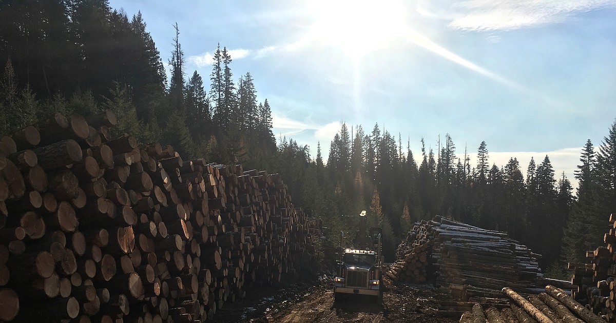 FEB NIBJ: Timber! | Bonner County Daily Bee