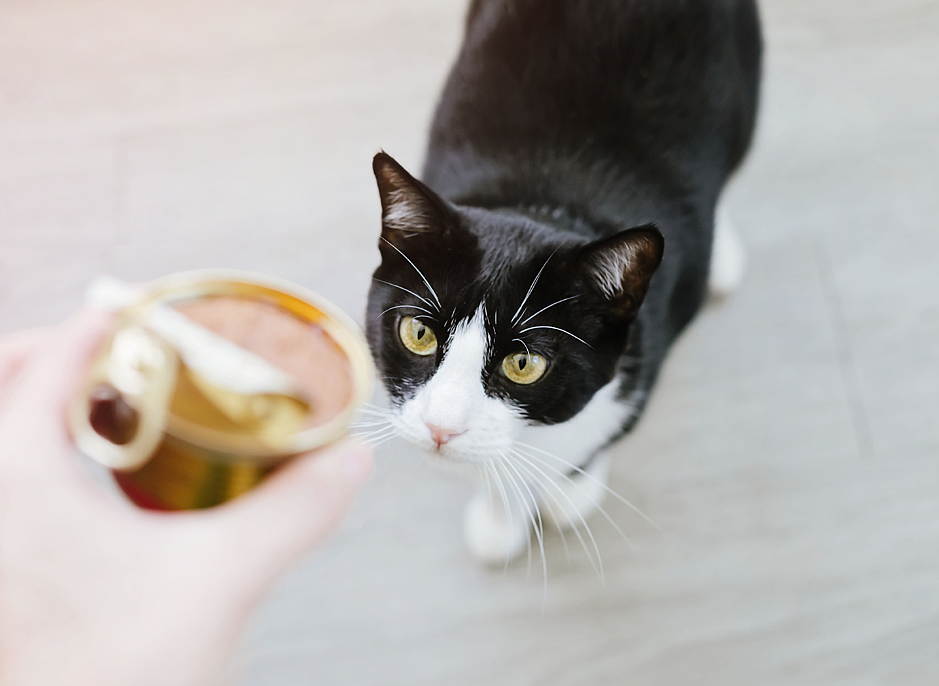Nutritional needs: A guide to selecting cat food | Coeur d'Alene Press