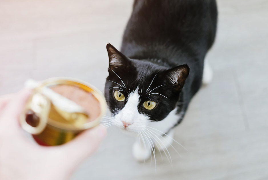 Nutritional needs: A guide to selecting cat food | Coeur d'Alene Press