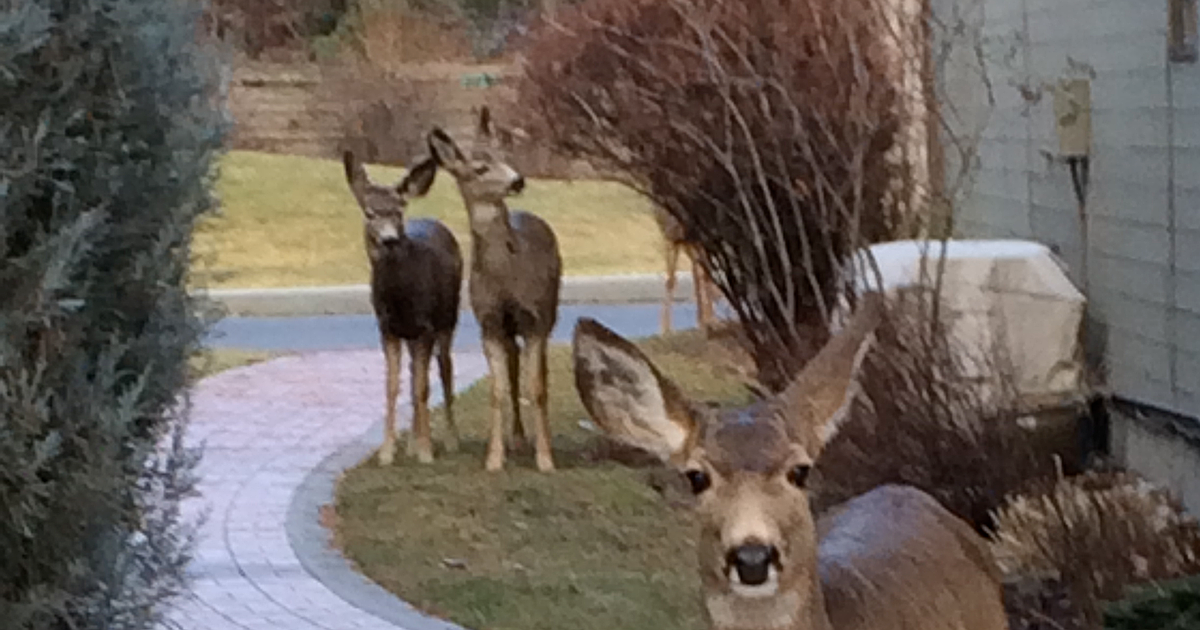 Feeding backyard deer, elk does more harm than good | Coeur d'Alene Press