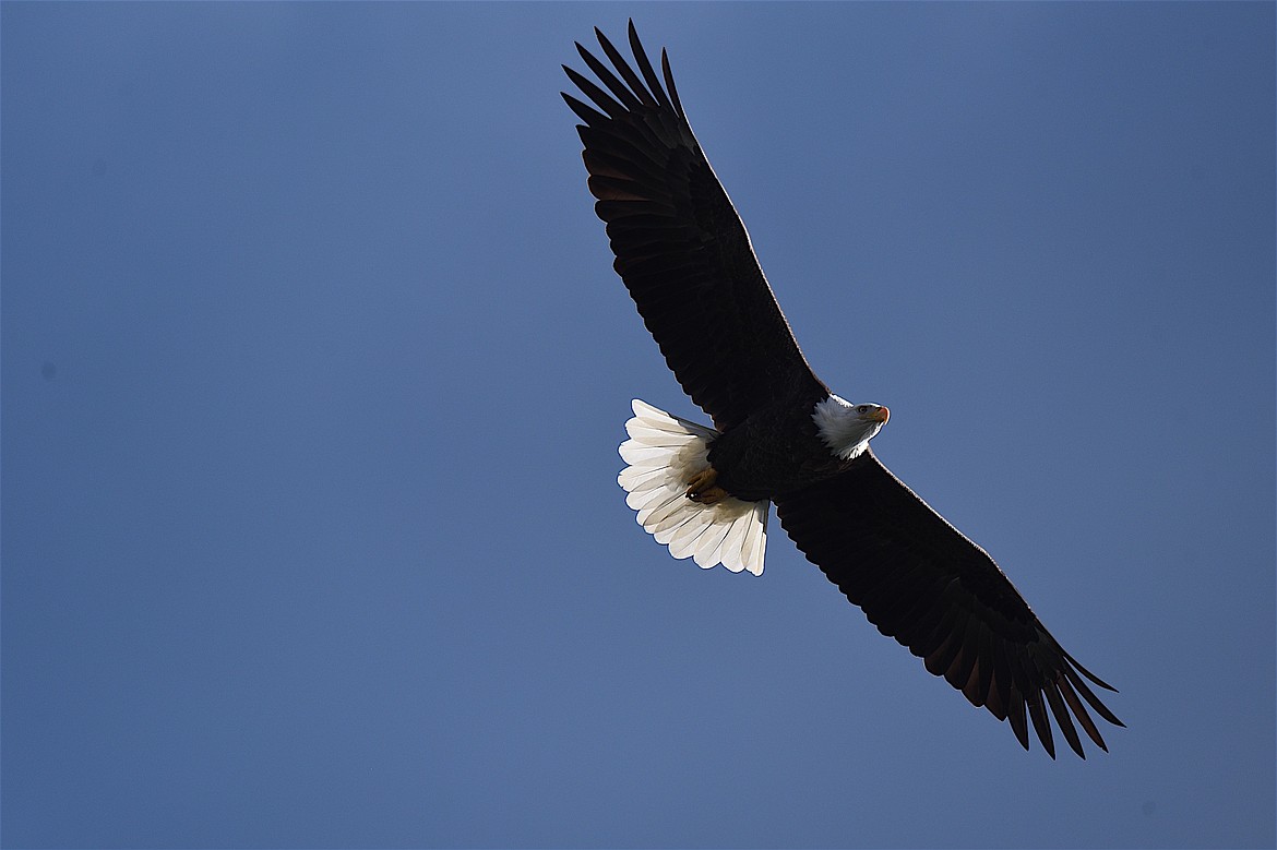 A new species makes for an unforgettable Christmas bird count ...