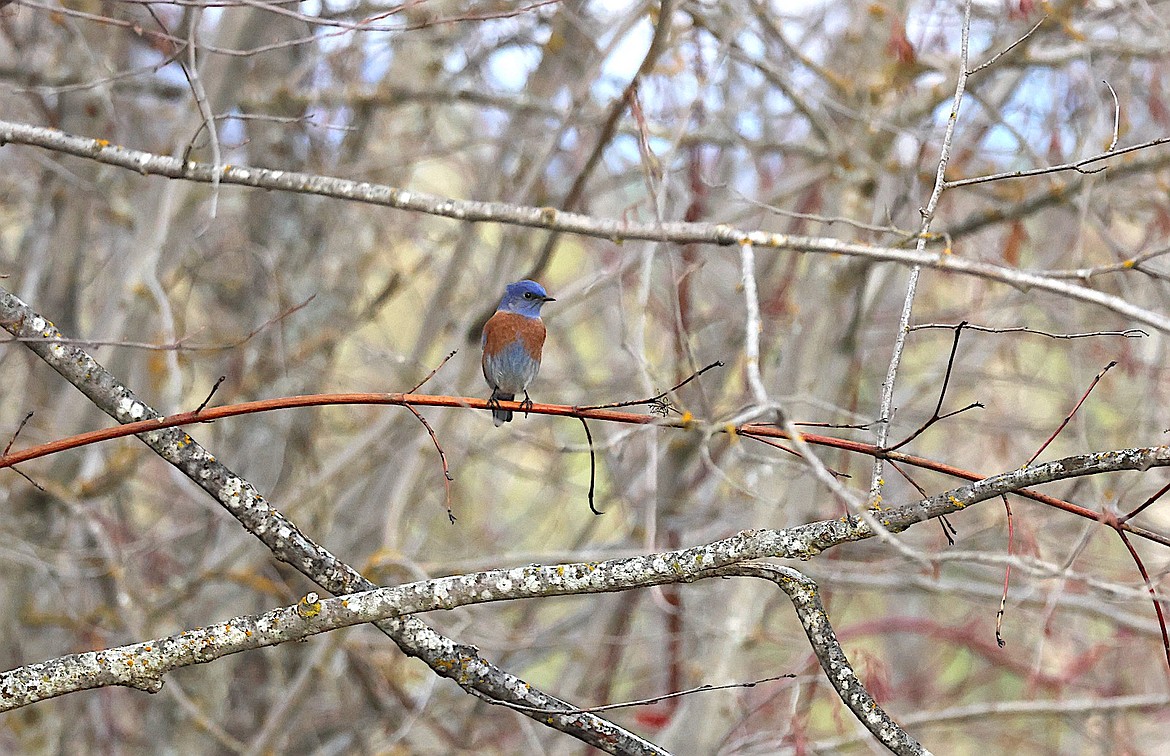 A new species makes for an unforgettable Christmas bird count ...