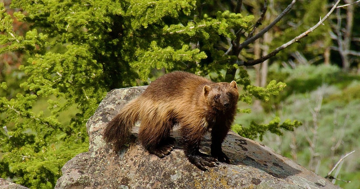 Conservation nonprofits sue feds over wolverine management | Daily ...