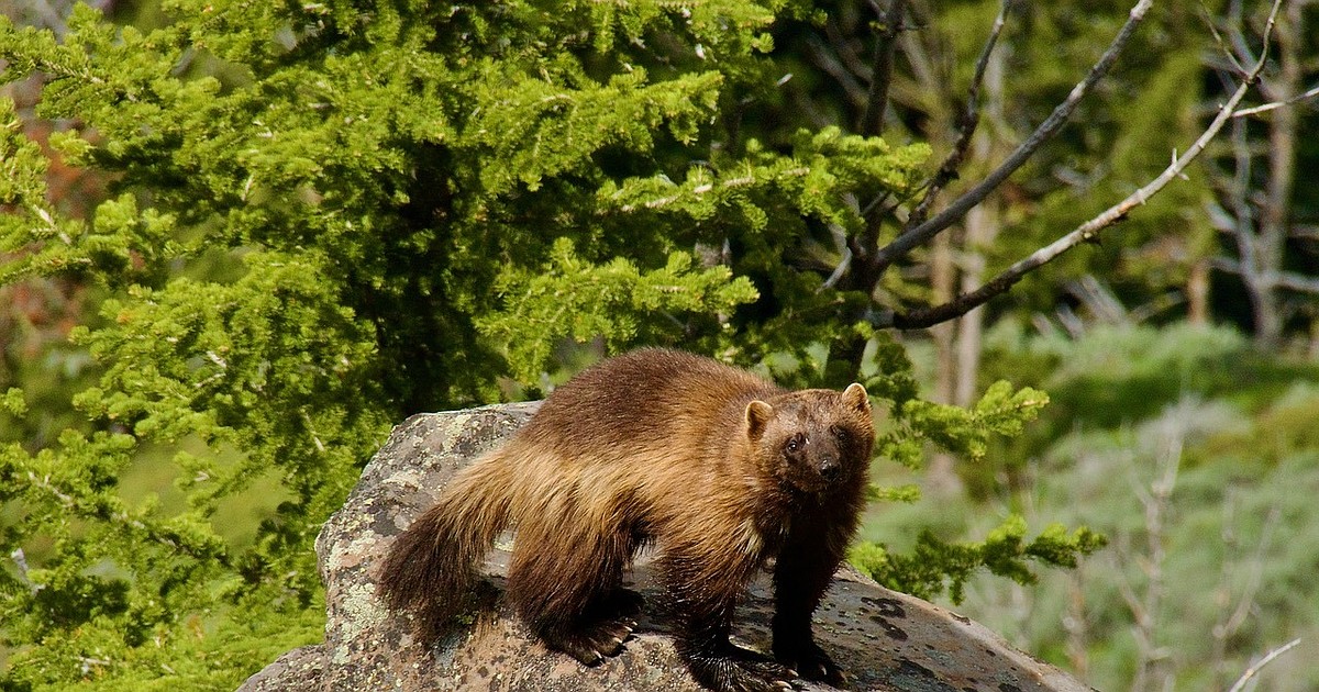 Conservation nonprofits sue feds over wolverine management | Coeur d ...