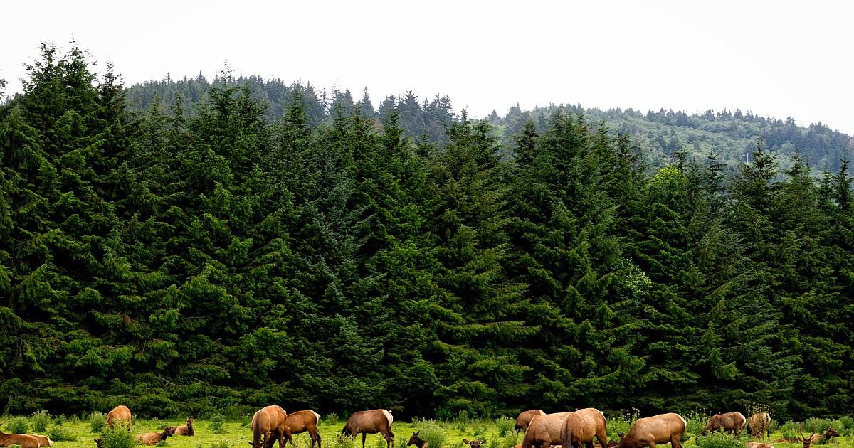 Fish and Game to capture, collar elk calves | Bonner County Daily Bee