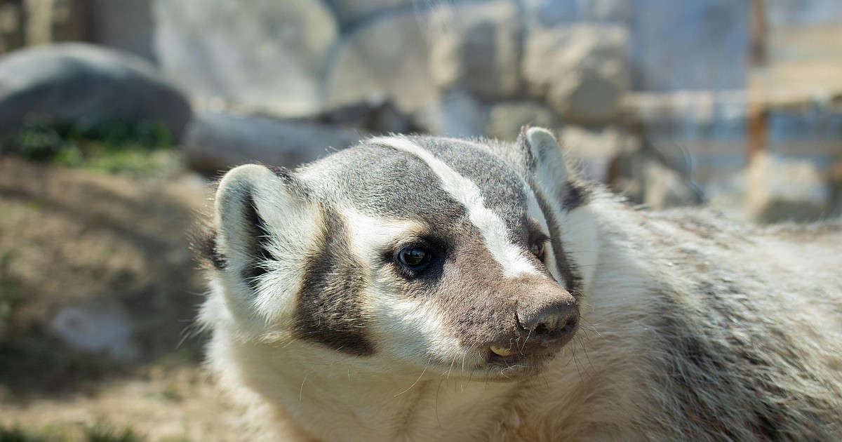 LOCAL FACTS: The North American Badger | Hagadone News Network