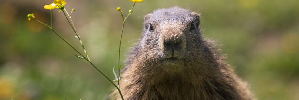 Groundhogs are lousy forecasters but valuable animal engineers – and an ...