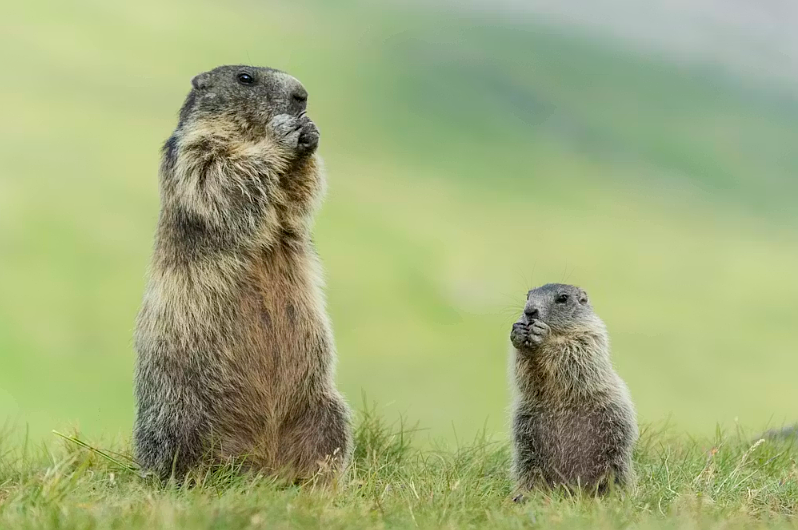Groundhogs are lousy forecasters but valuable animal engineers – and an ...